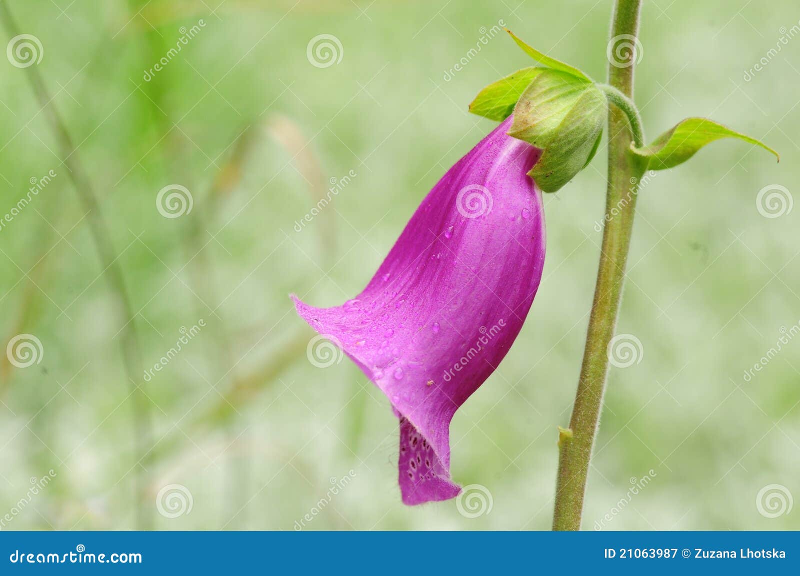 Digitalis Purpurea Alba Common Foxglove Flowers In Bloom, Beautiful ...
