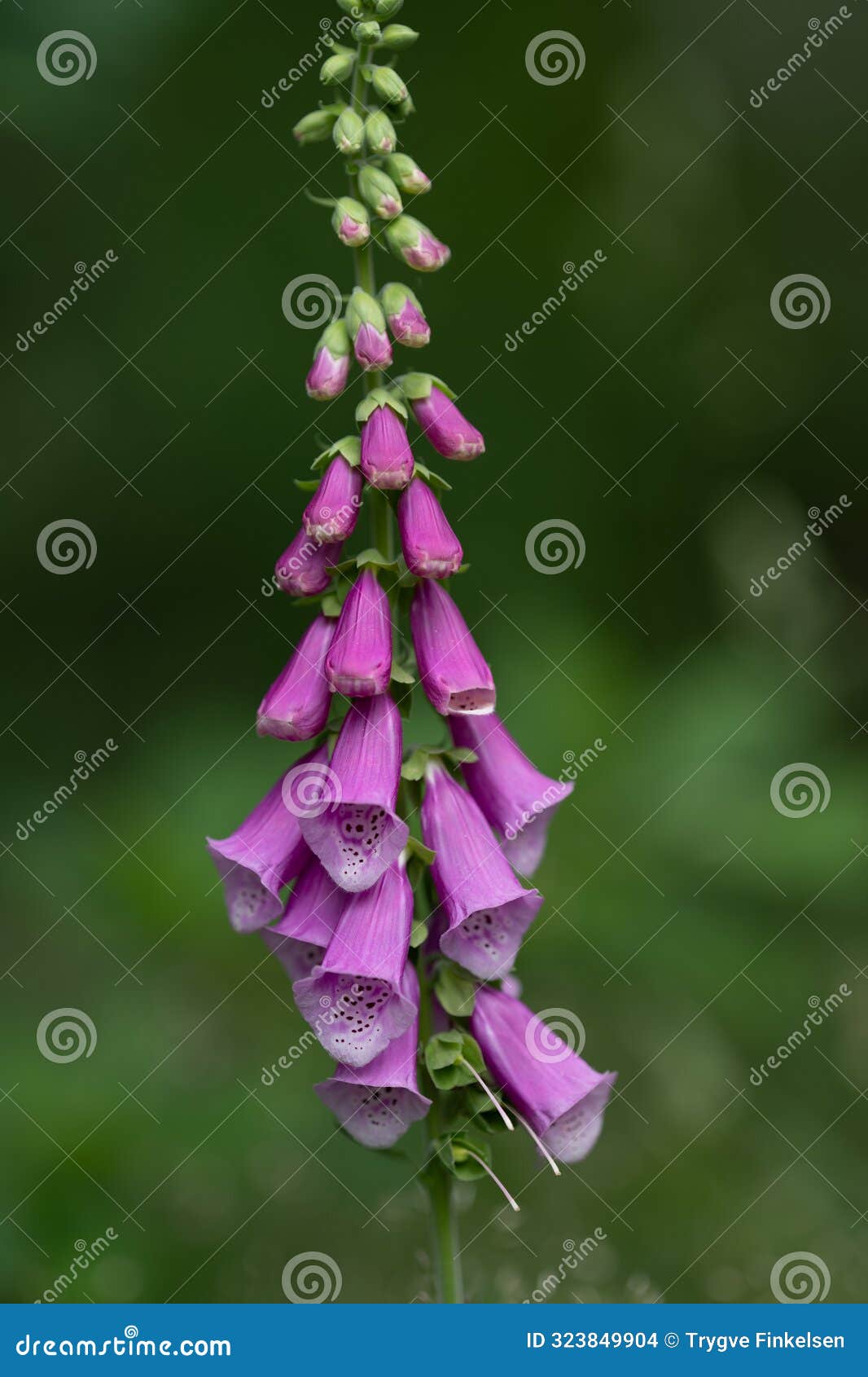 Foxglove or Digitalis Purpurea in a Green Field.. Stock Photo - Image ...
