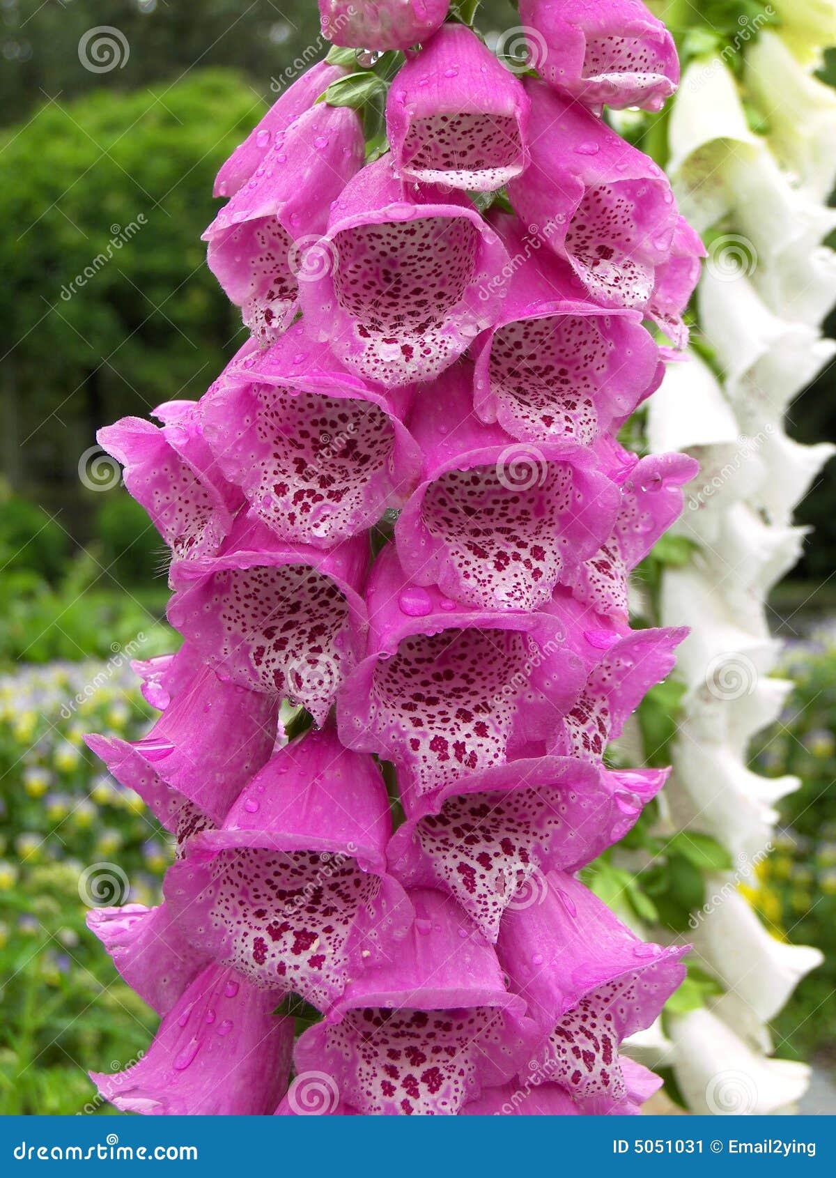 Digitalis Purpurea Alba Common Foxglove Flowers In Bloom, Beautiful ...