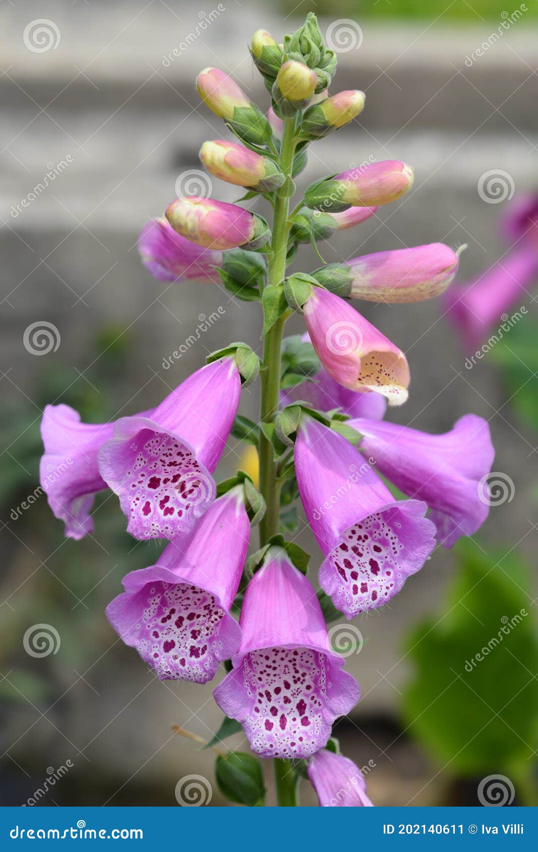 Foxglove Excelsior Hybrids stock image. Image of foxglove - 202140611