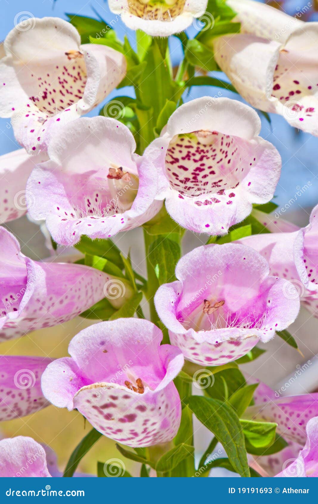Foxglove flower stock image. Image of herbal, flowers - 19191693