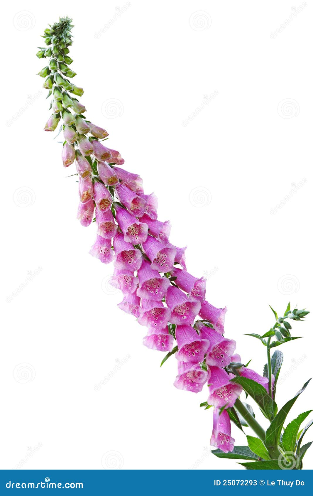 Foxglove Flower stock image. Image of flower, plant, shaped - 25072293