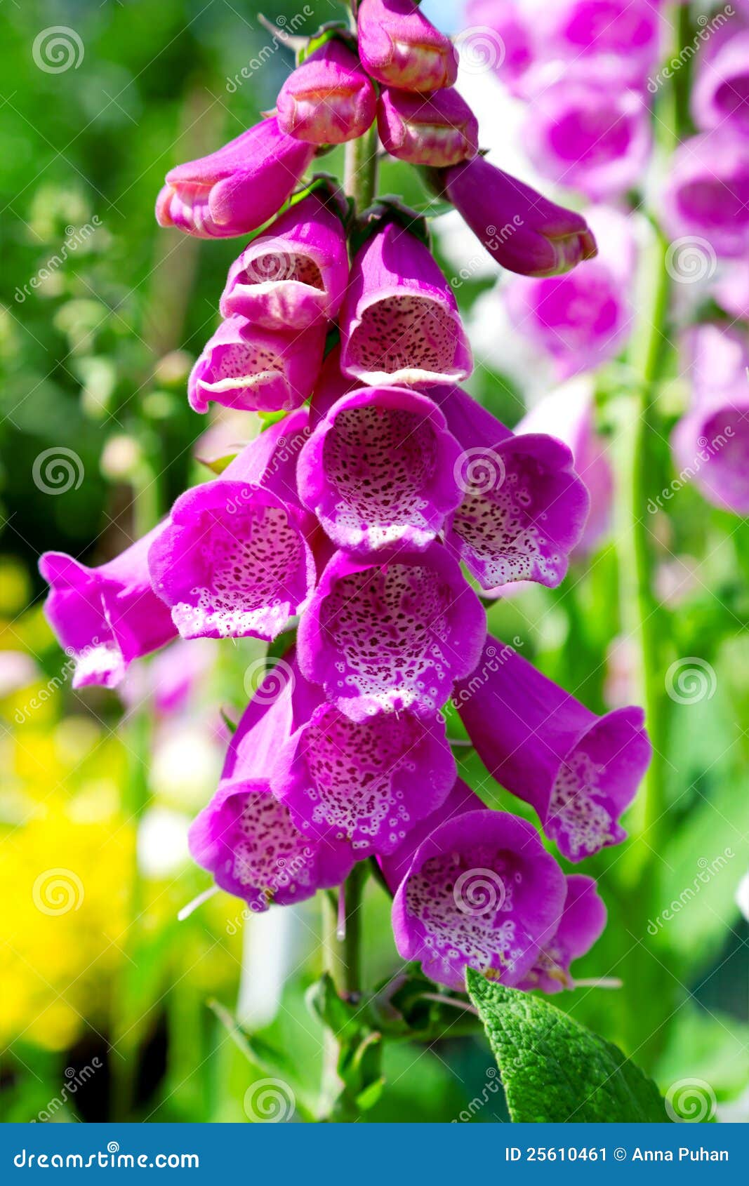 Foxglove flower stock image. Image of flora, nature, foxglove - 25610461