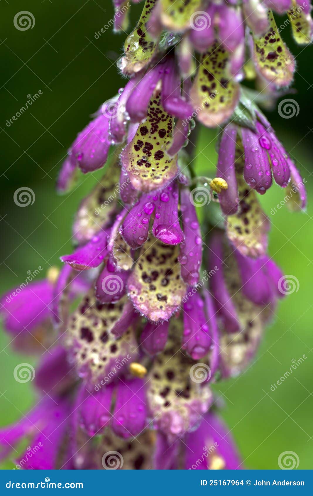 Foxglove Flower in Early Spring Stock Photo - Image of digitalis ...