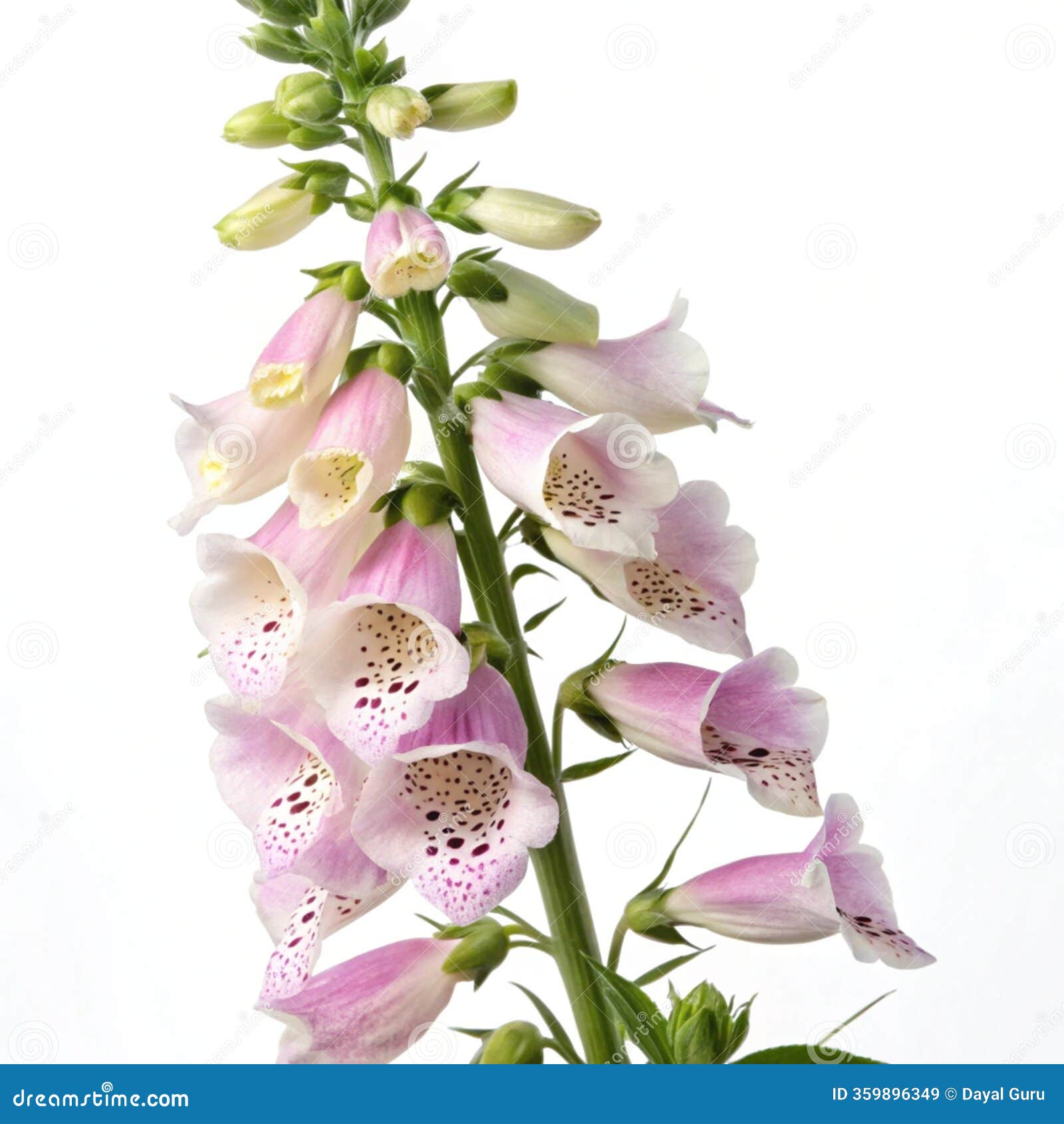 Foxglove Flower on Transparent Background Stock Illustration ...