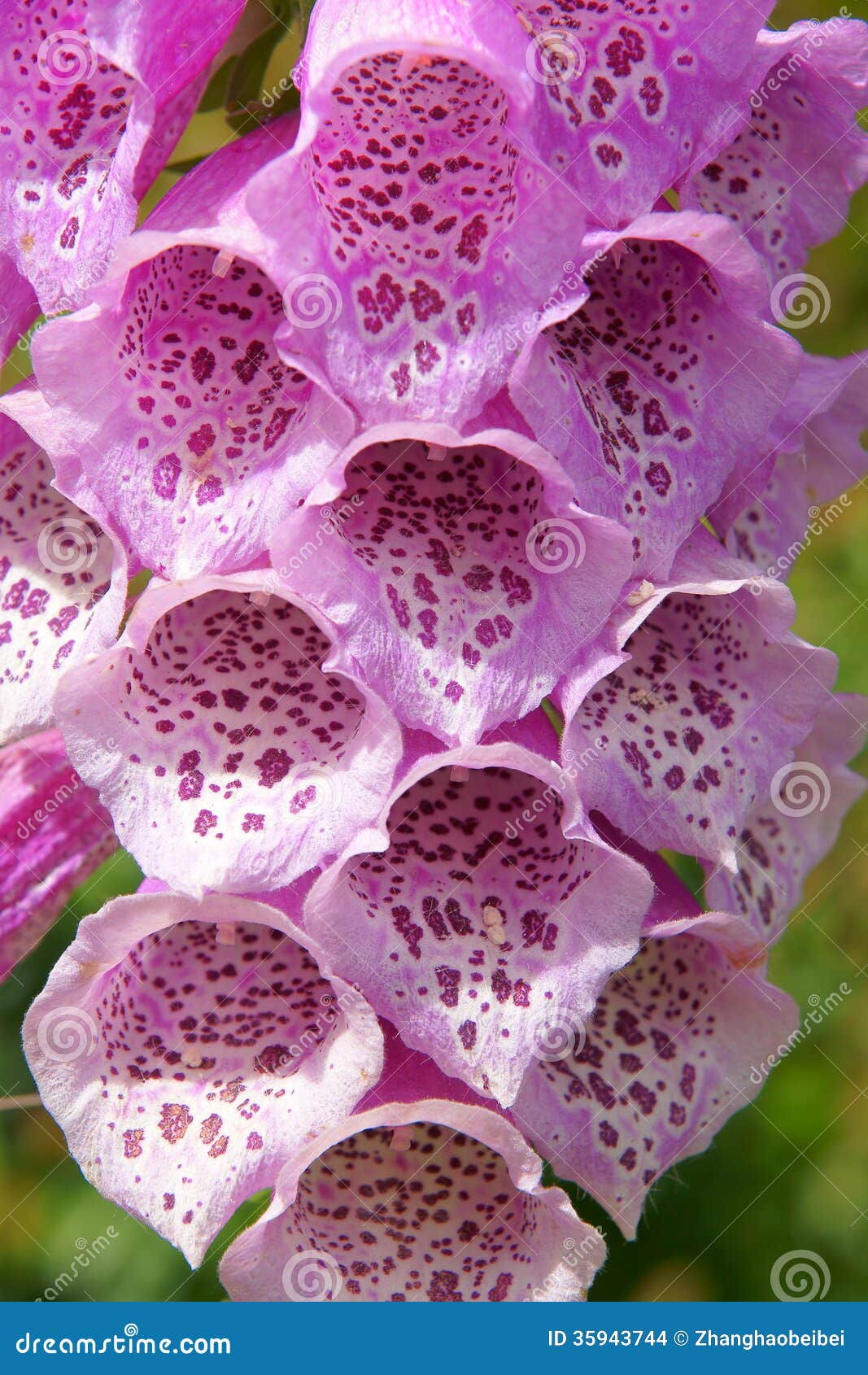 Foxglove flowers stock photo. Image of blossom, plant - 35943744