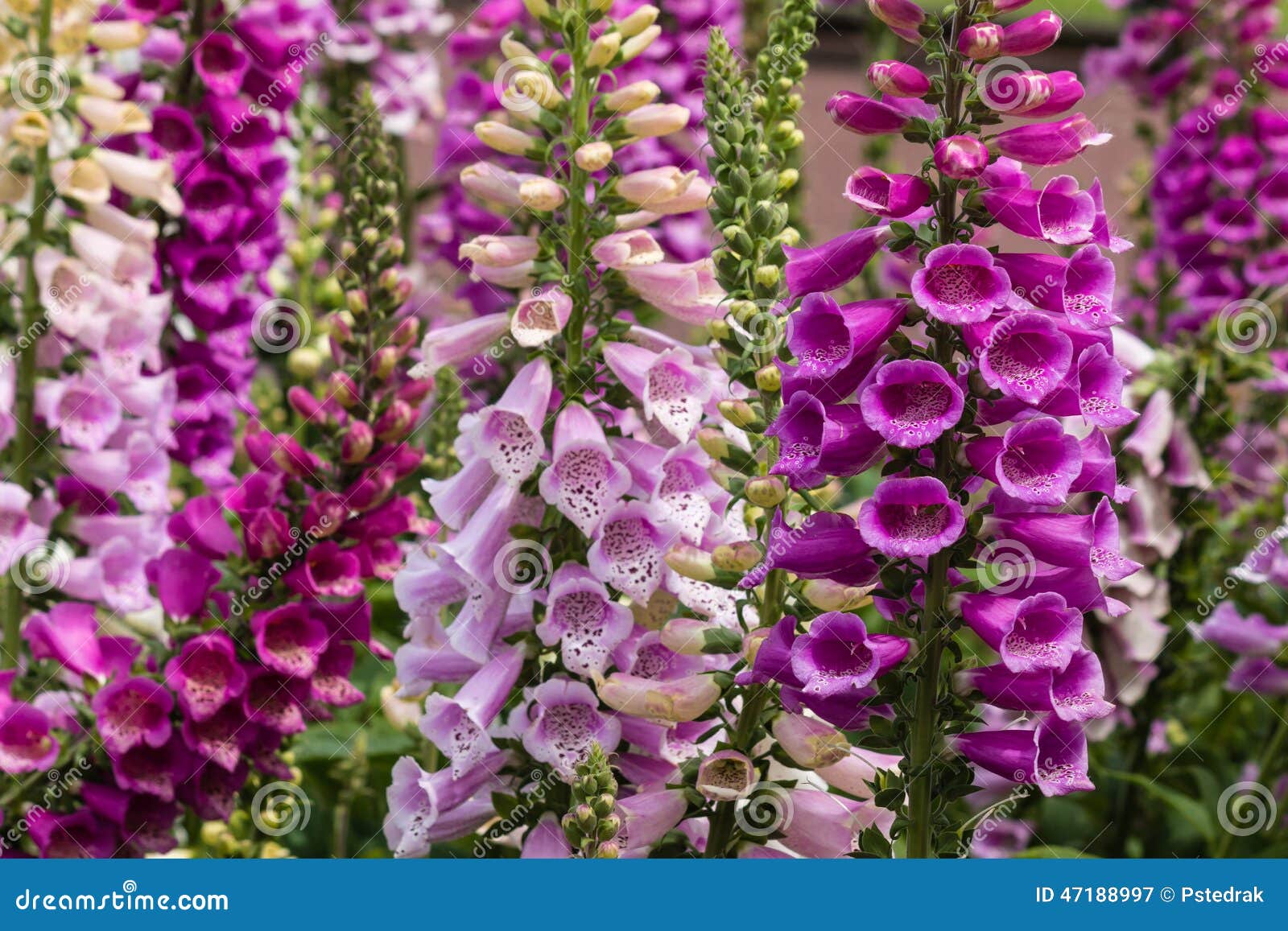Foxglove flowers stock image. Image of garden, vivid - 47188997
