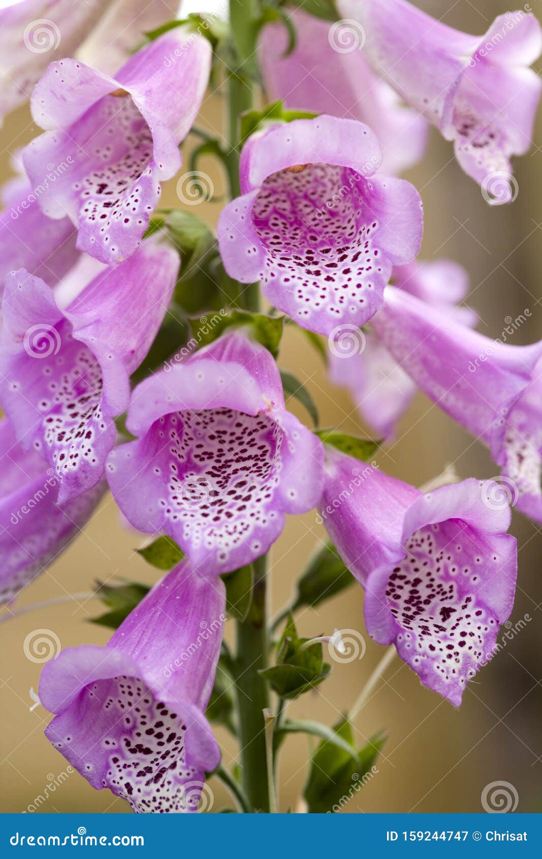 Foxglove stock image. Image of bloom, gardening, close - 159244747