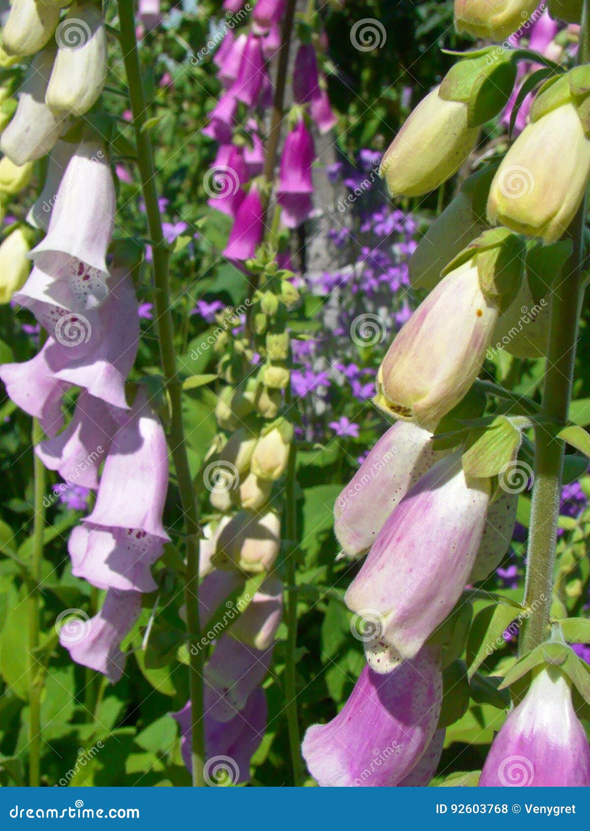 Foxglove flowers stock photo. Image of summer, foxglove - 92603768
