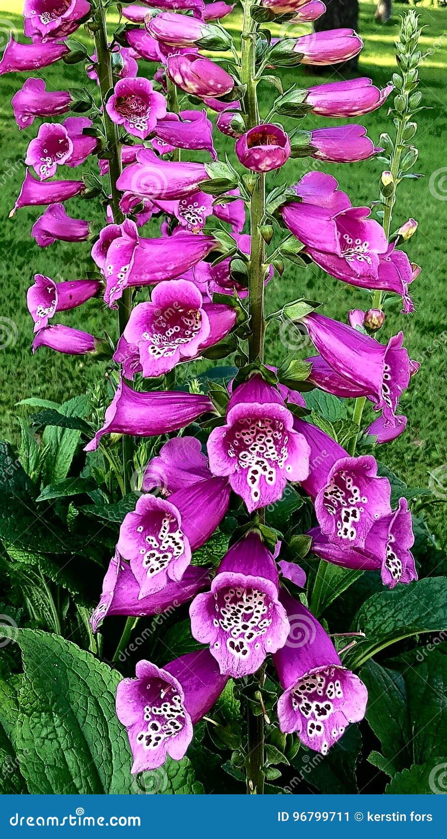 Foxglove stock image. Image of green, foxglove, summer - 96799711