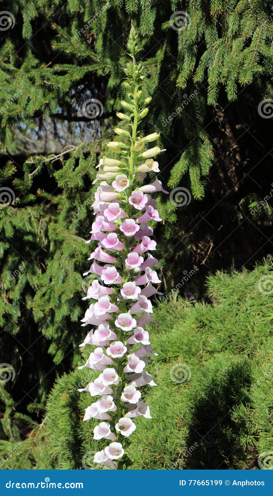 Foxglove stock image. Image of plant, digitalis, summer - 77665199