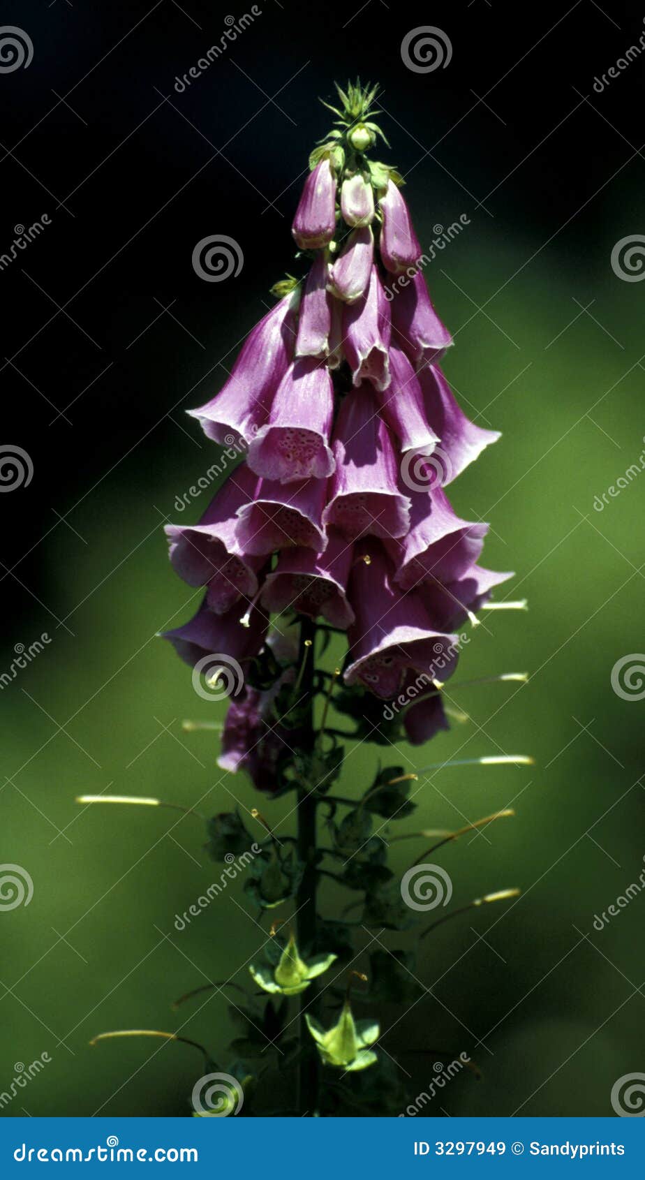 Foxglove,native to the UK. stock image. Image of bell - 3297949
