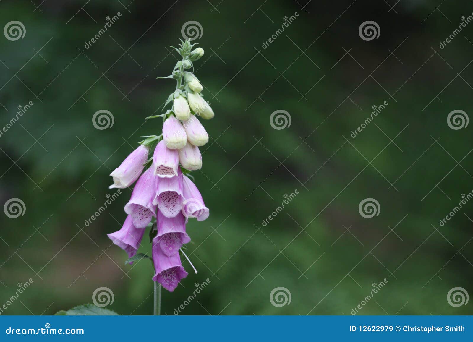 171 Foxglove Single Flower Photos - Free & Royalty-Free Stock Photos ...
