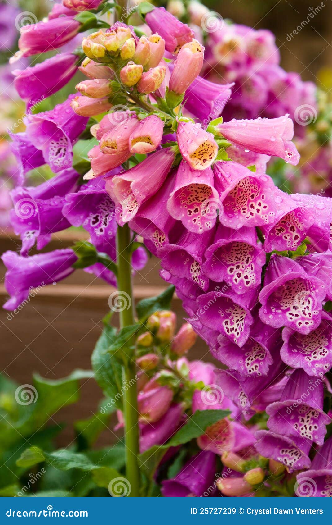 Foxgloves stock image. Image of violet, spring, pink - 25727209