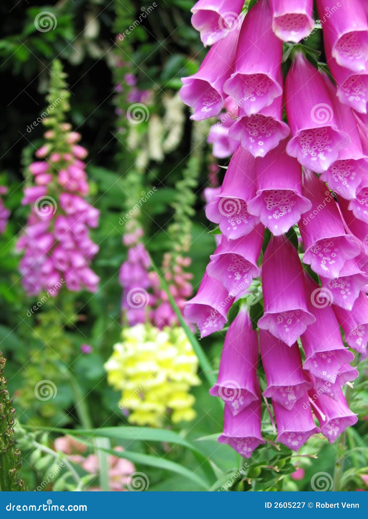 Foxgloves stock image. Image of english, flower, wild - 2605227