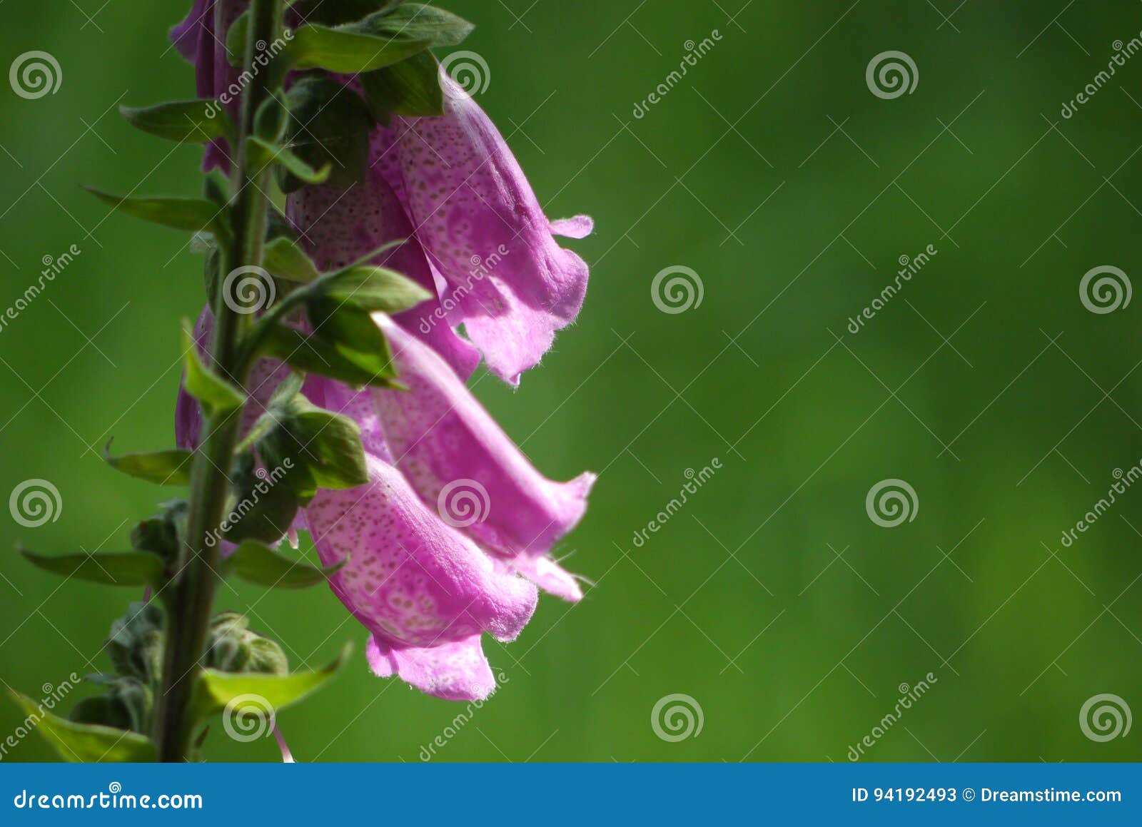 Foxgloves stock image. Image of beautiful, foxglove, nature - 94192493
