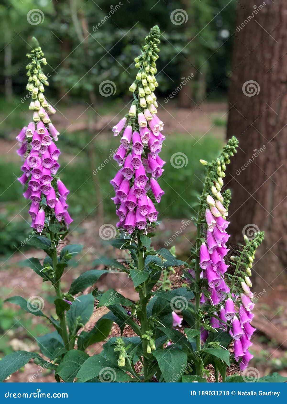 Foxgloves in Epping Forest stock photo. Image of flora - 189031218