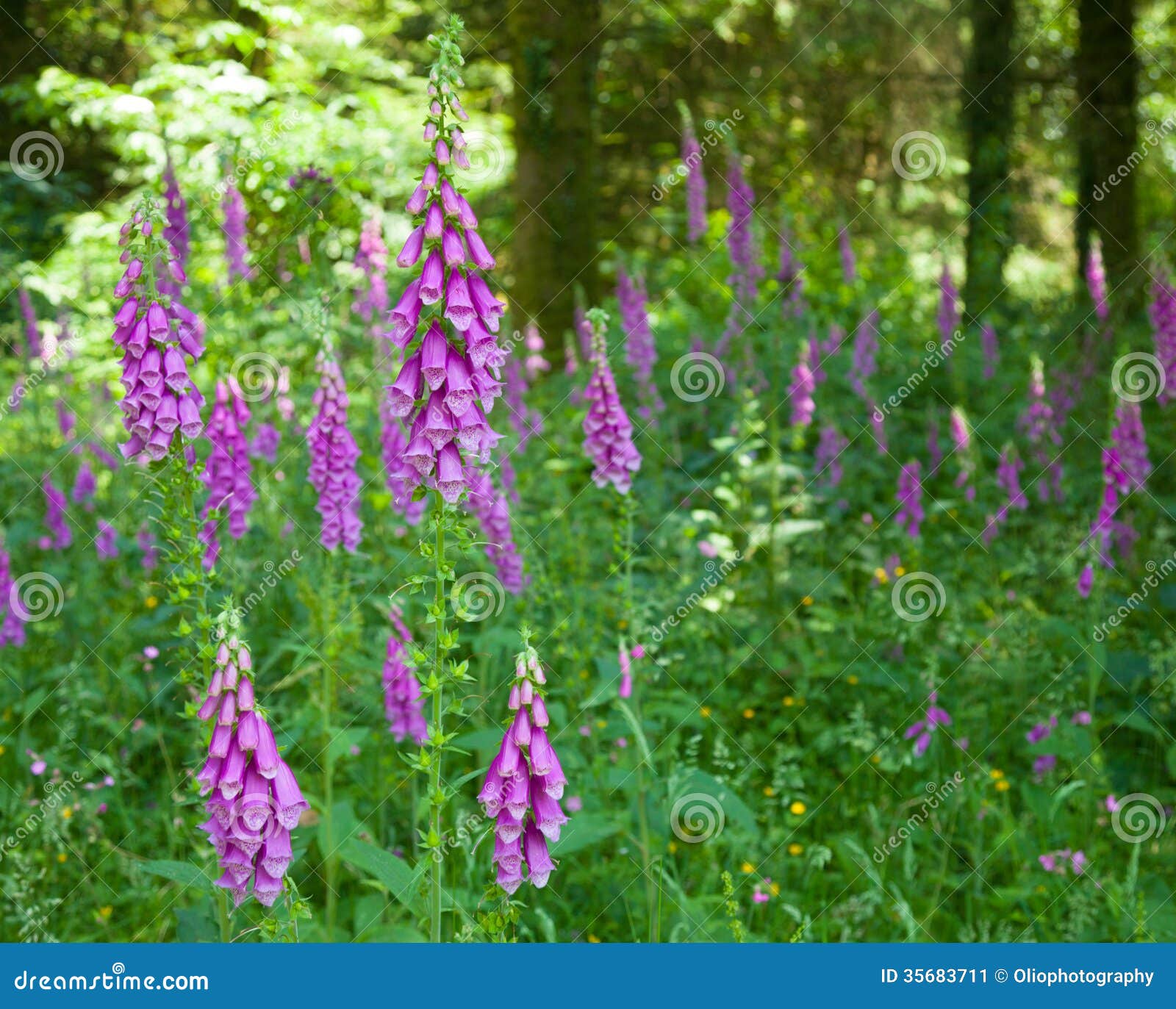 Foxgloves stock image. Image of digitalis, plant, forest - 35683711