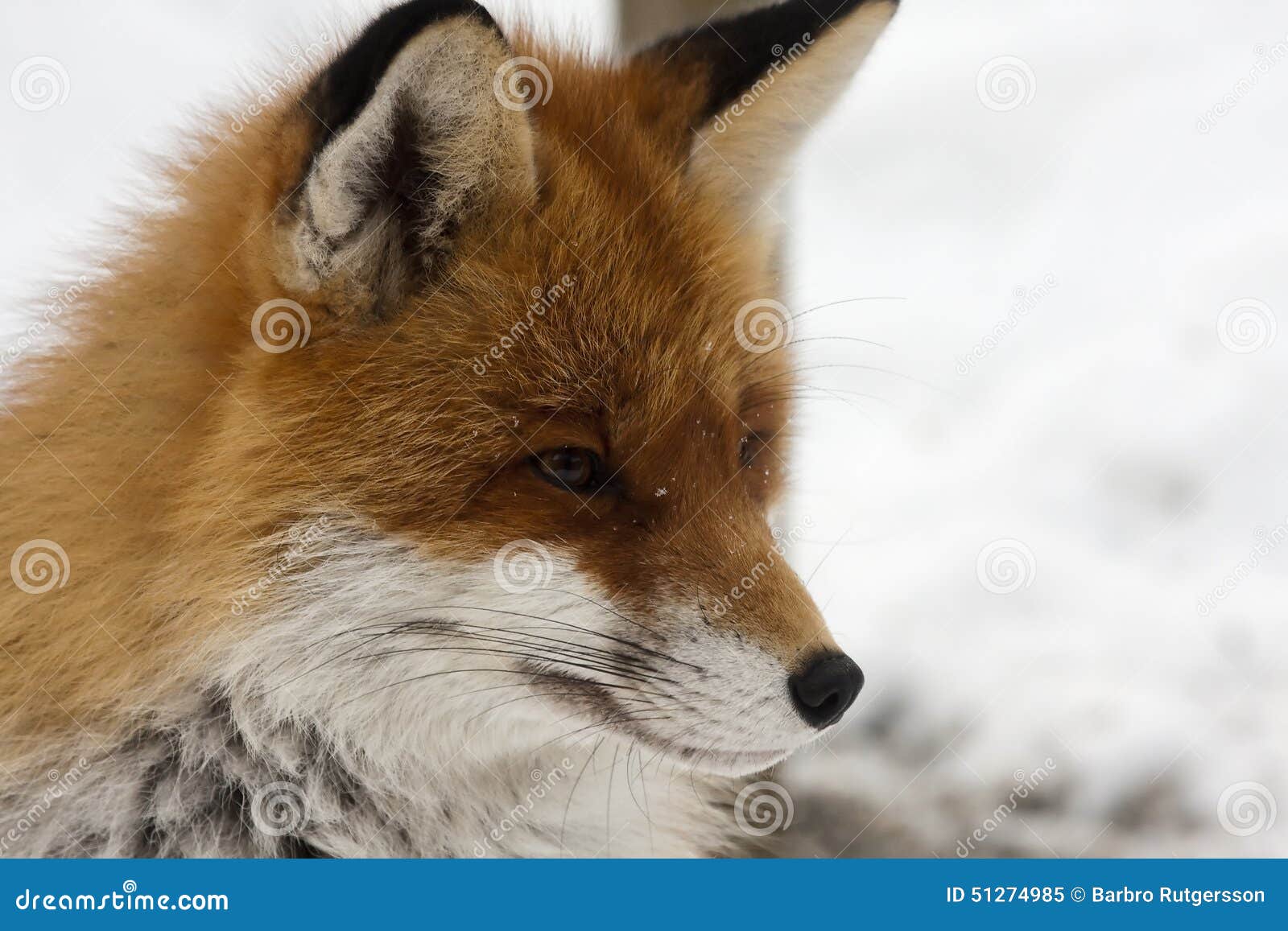 Foxhead stock image. Image of foxes, foxy, head, whiskers - 51274985
