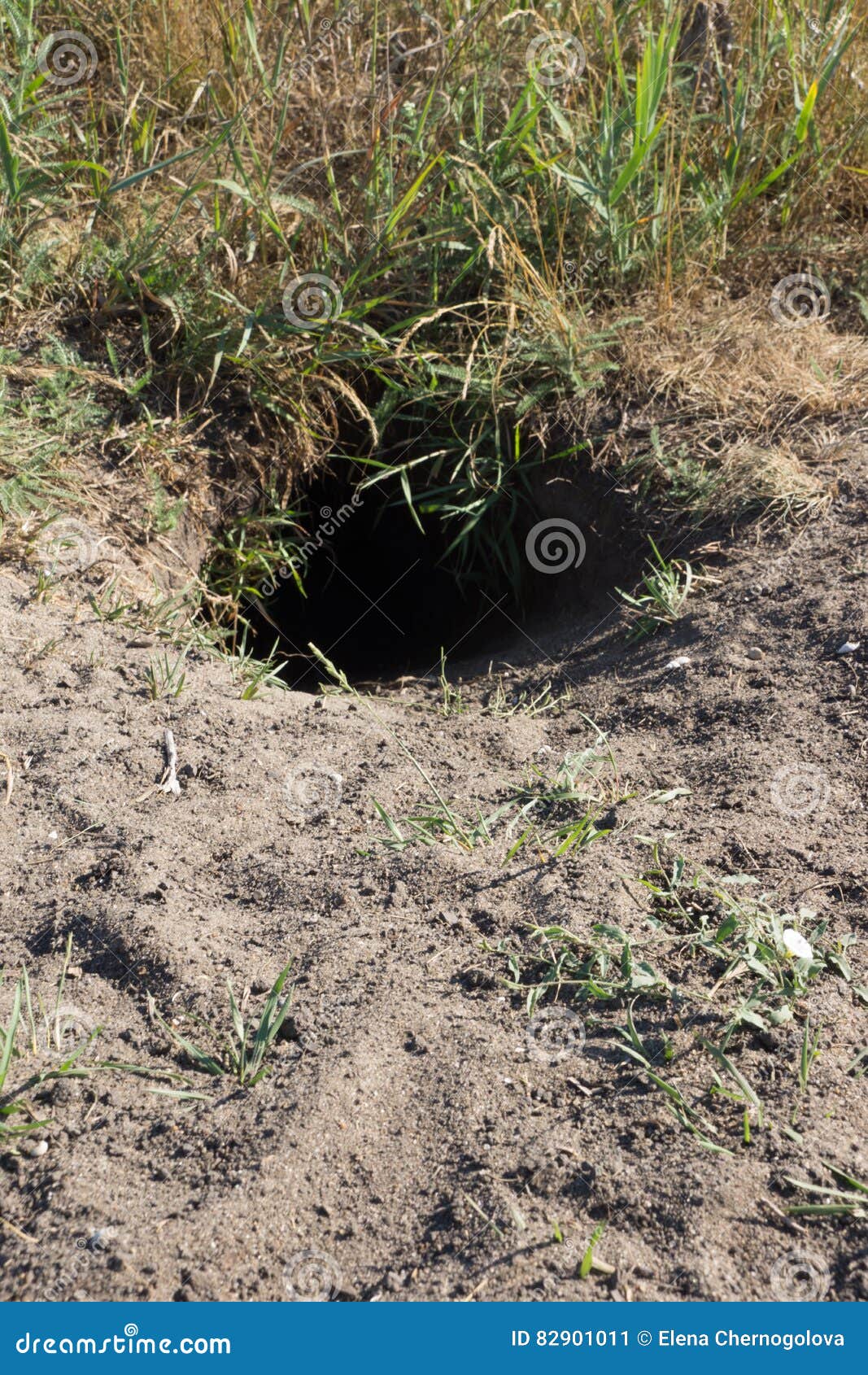 Foxhole stock image. Image of wildlife, foxy, russian - 82901011