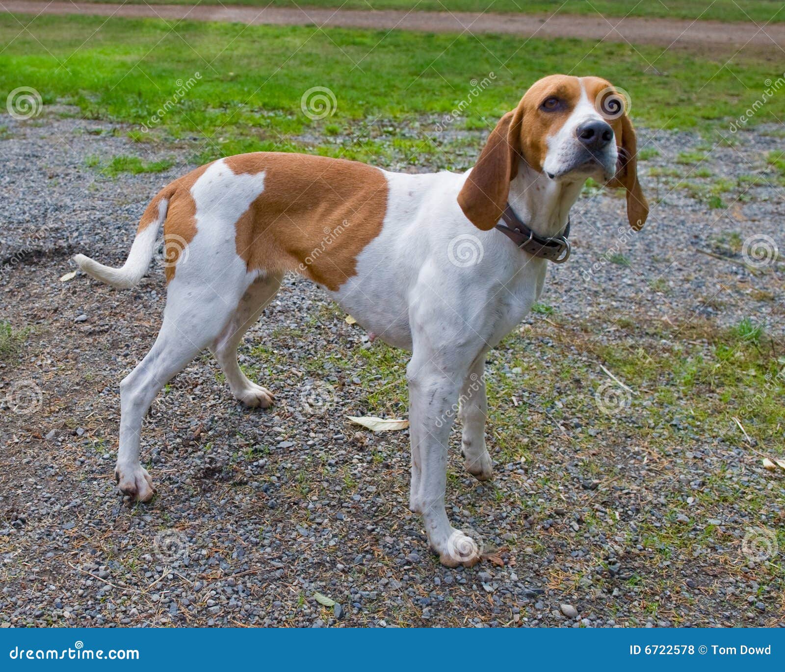 Foxhound close up stock photo. Image of single, canine - 6722578