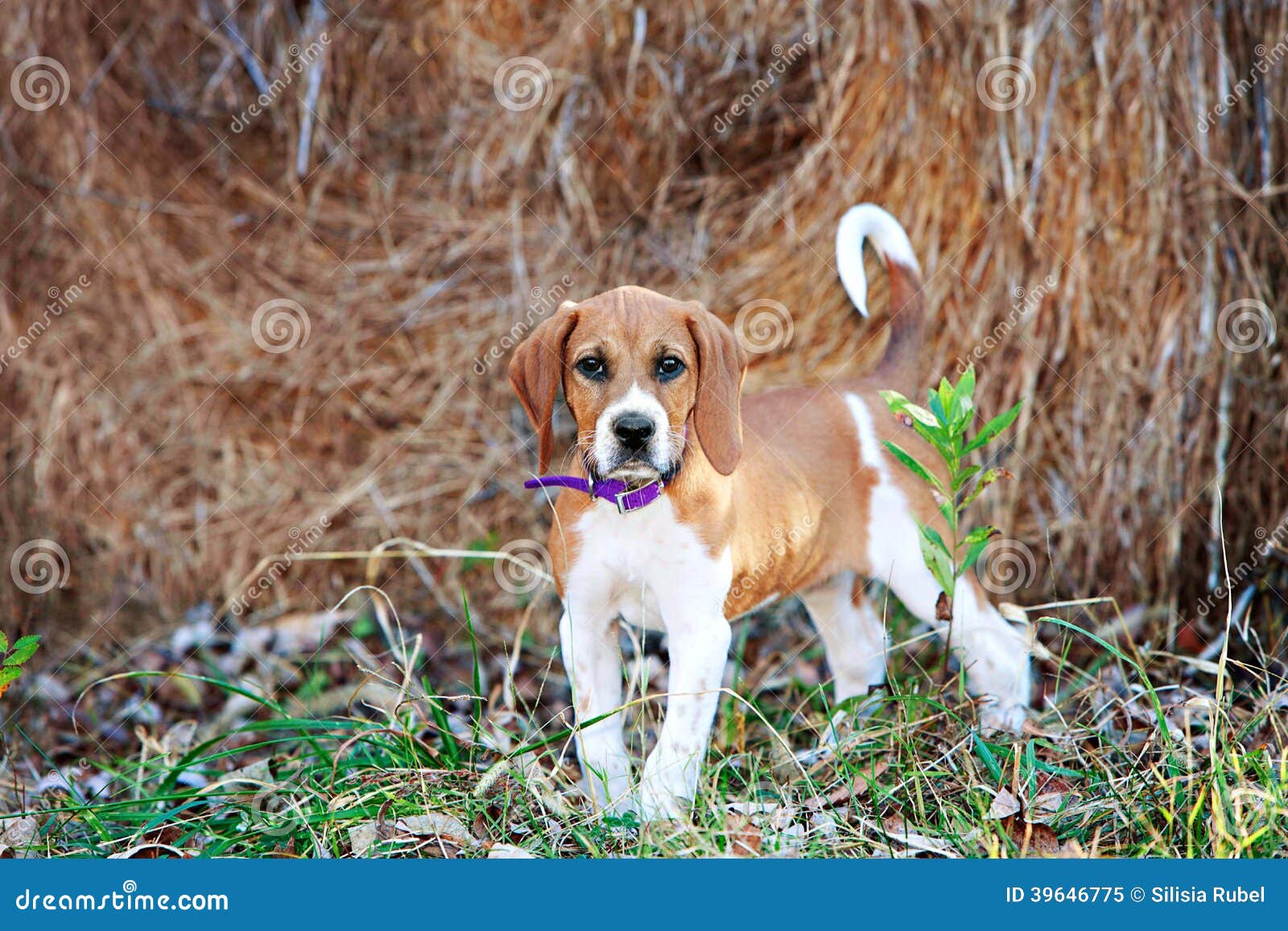 Foxhound Puppy stock image. Image of young, hunt, puppy - 39646775