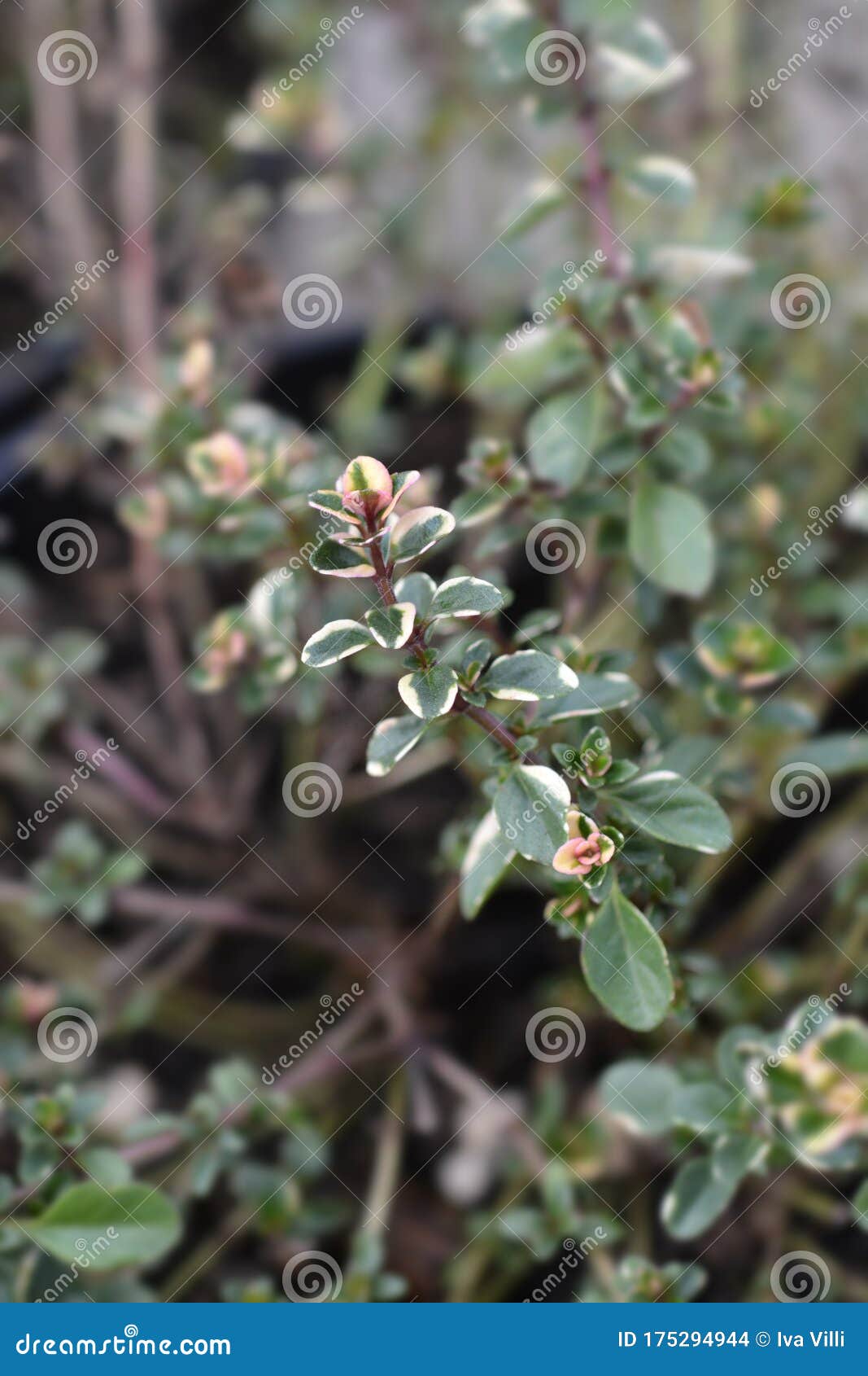 Foxley Thyme stock photo. Image of thymus, variegated - 175294944