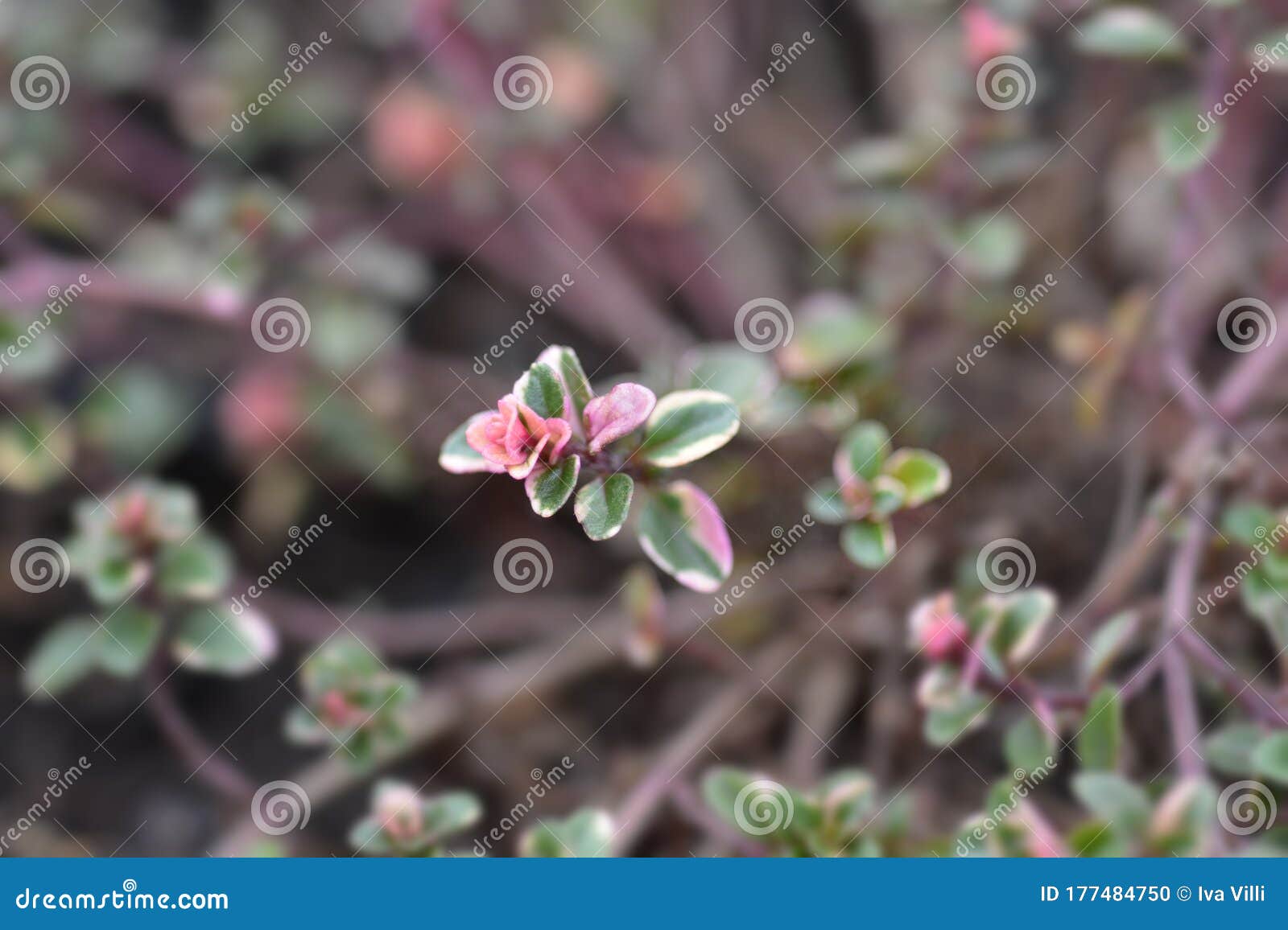 Foxley Thyme stock photo. Image of thyme, pulegioides - 177484750