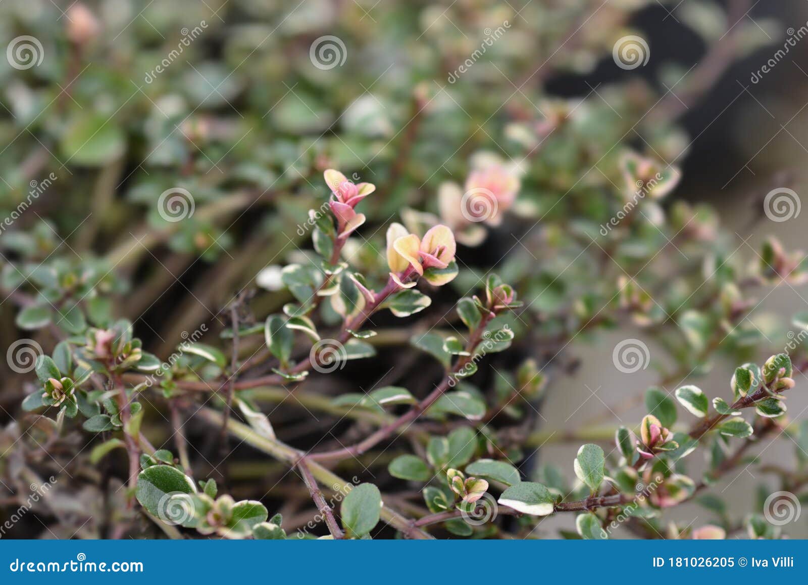 Foxley Thyme stock image. Image of larger, nature, variegated - 181026205