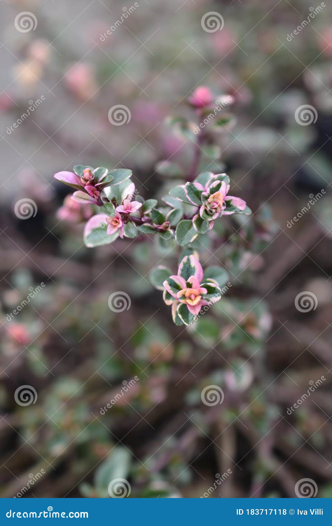 Foxley Thyme stock photo. Image of variegated, green - 183717118