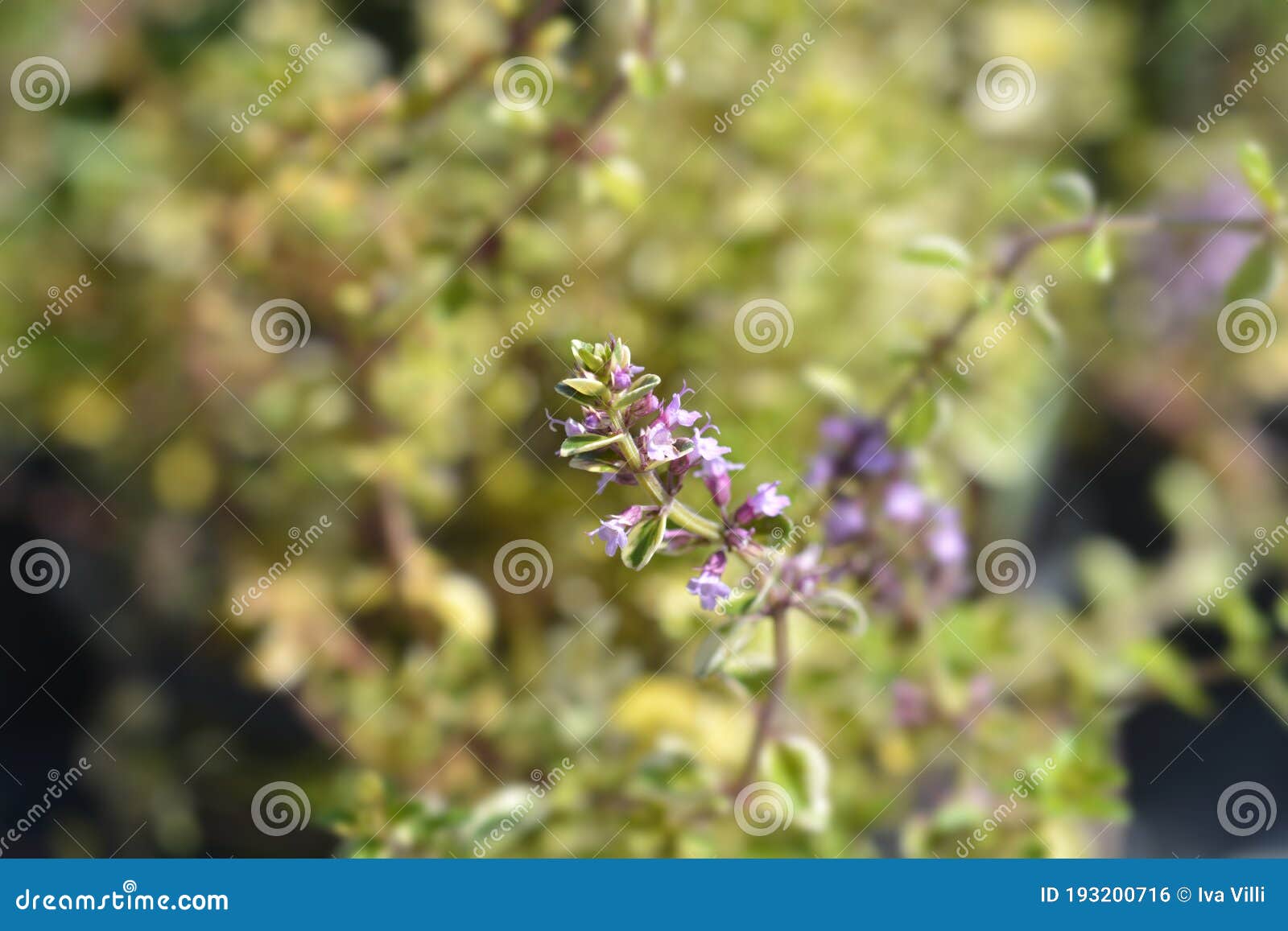 Foxley Thyme stock photo. Image of white, plant, large - 193200716