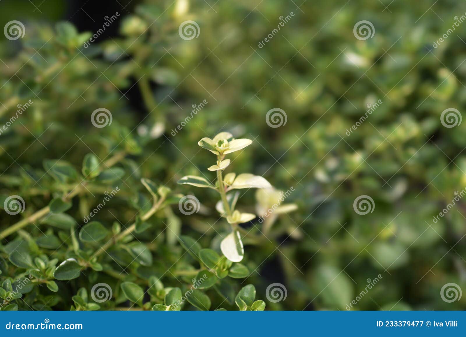 Foxley Thyme stock image. Image of close, larger, white - 233379477