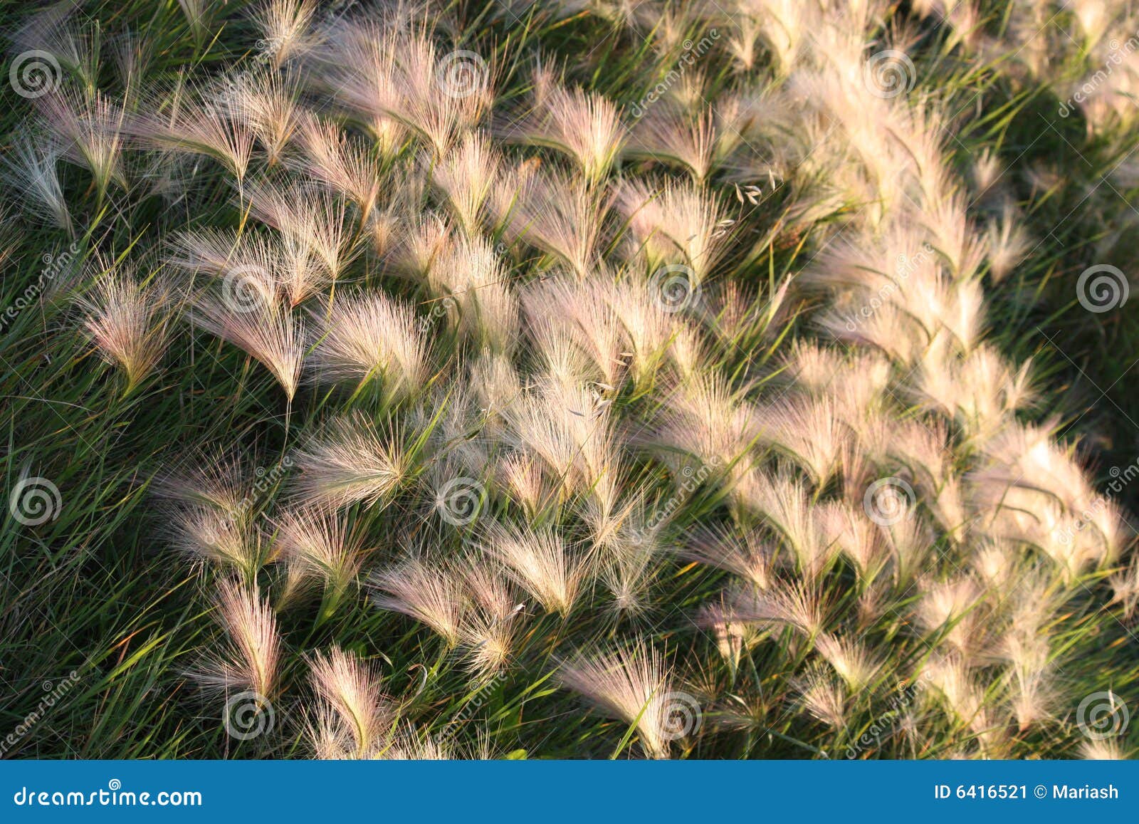Foxtail stock image. Image of foxtail, seed, vegetation - 6416521