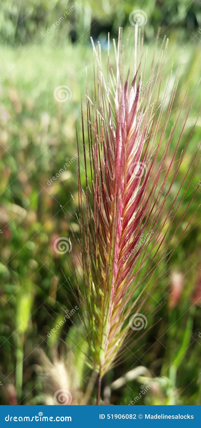 Foxtail stock photo. Image of meadow, diaspore, closeup - 51906082
