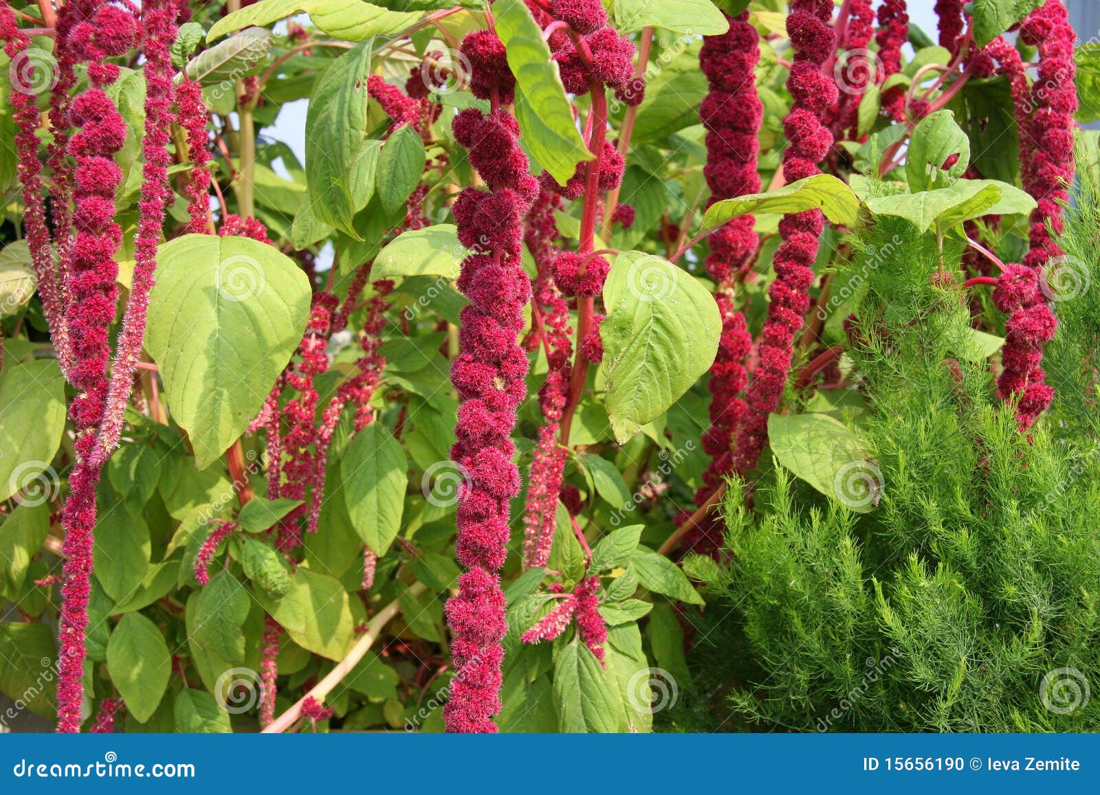 Foxtail flowers stock photo. Image of nature, plants - 15656190