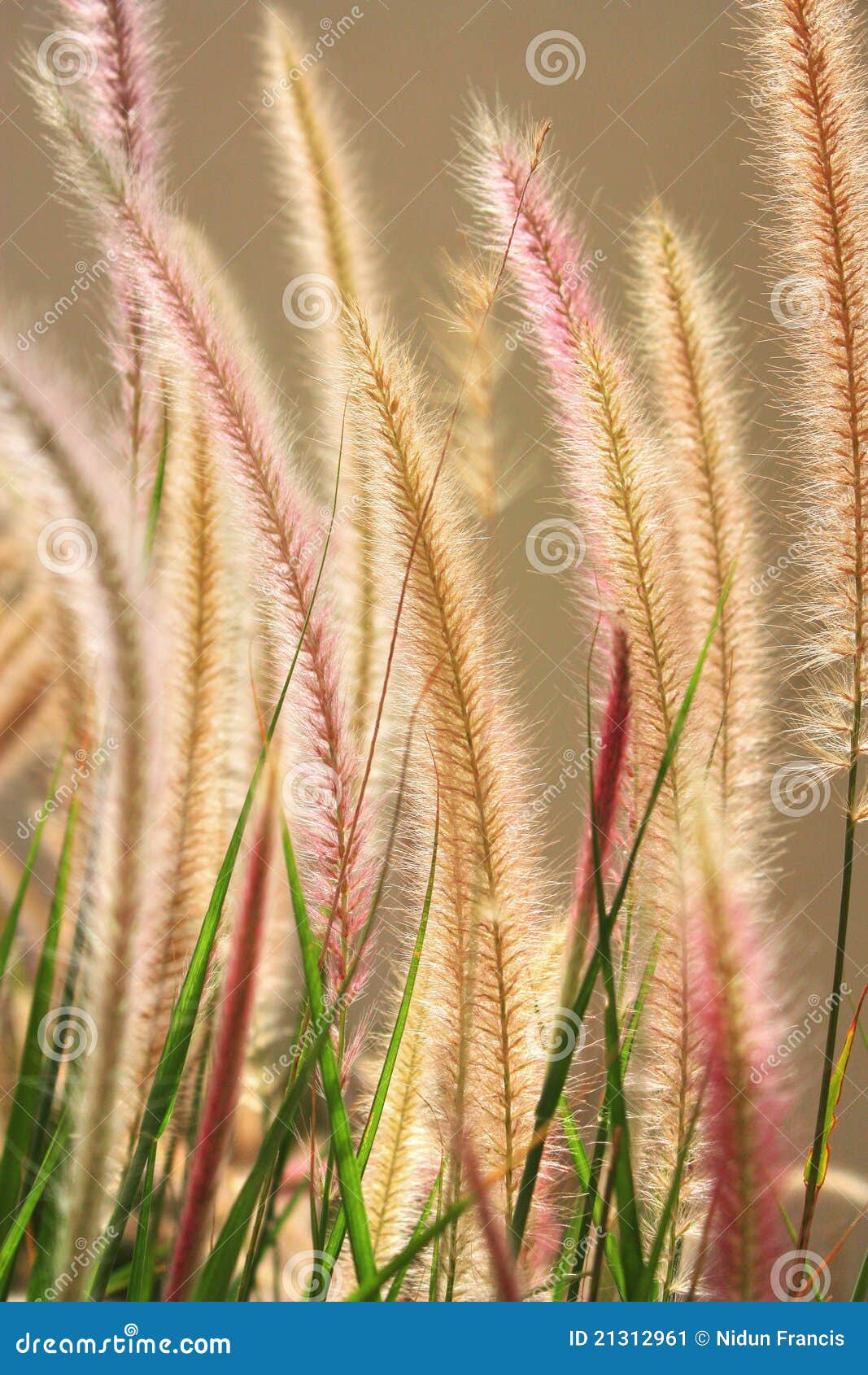 Foxtail Grass stock image. Image of soft, closeup, plants - 21312961