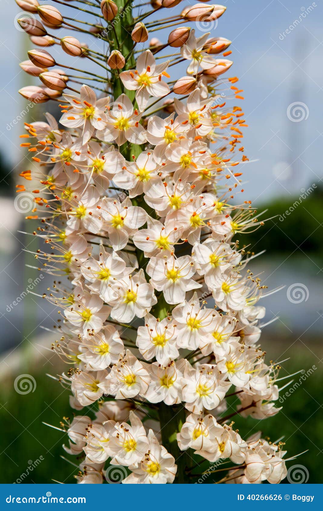 Foxtail Lily (Eremurus) Flowers Stock Photo - Image of eremurus, tall ...
