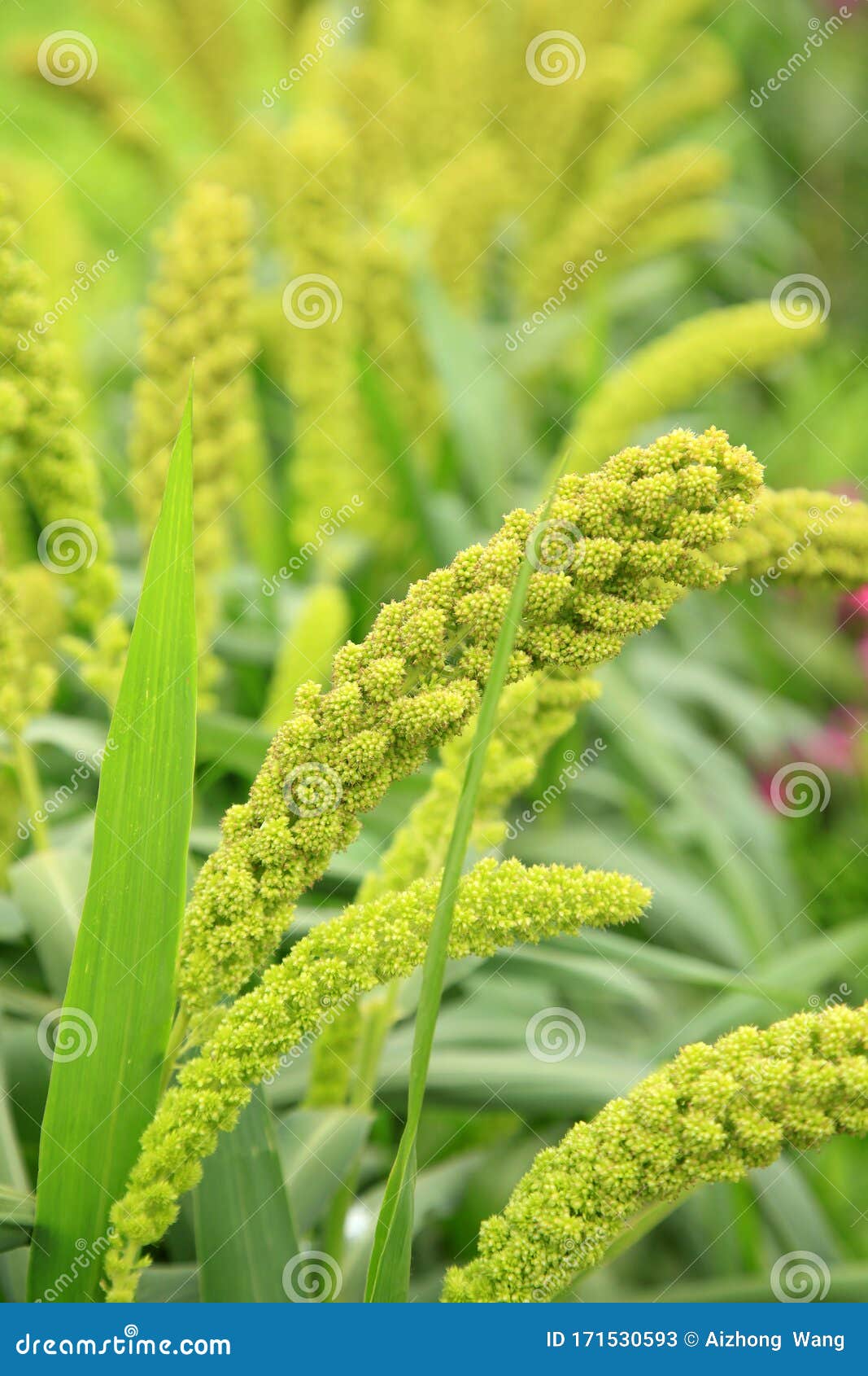 Foxtail millet stock image. Image of corn, land, nature - 171530593