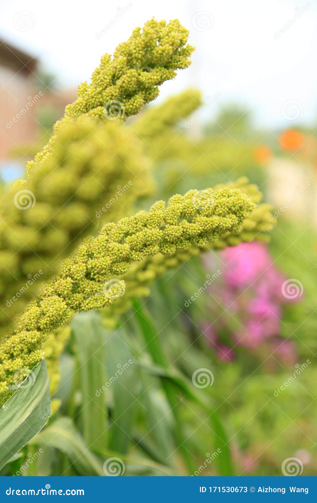 Foxtail millet stock image. Image of grow, nature, foxtail - 171530673