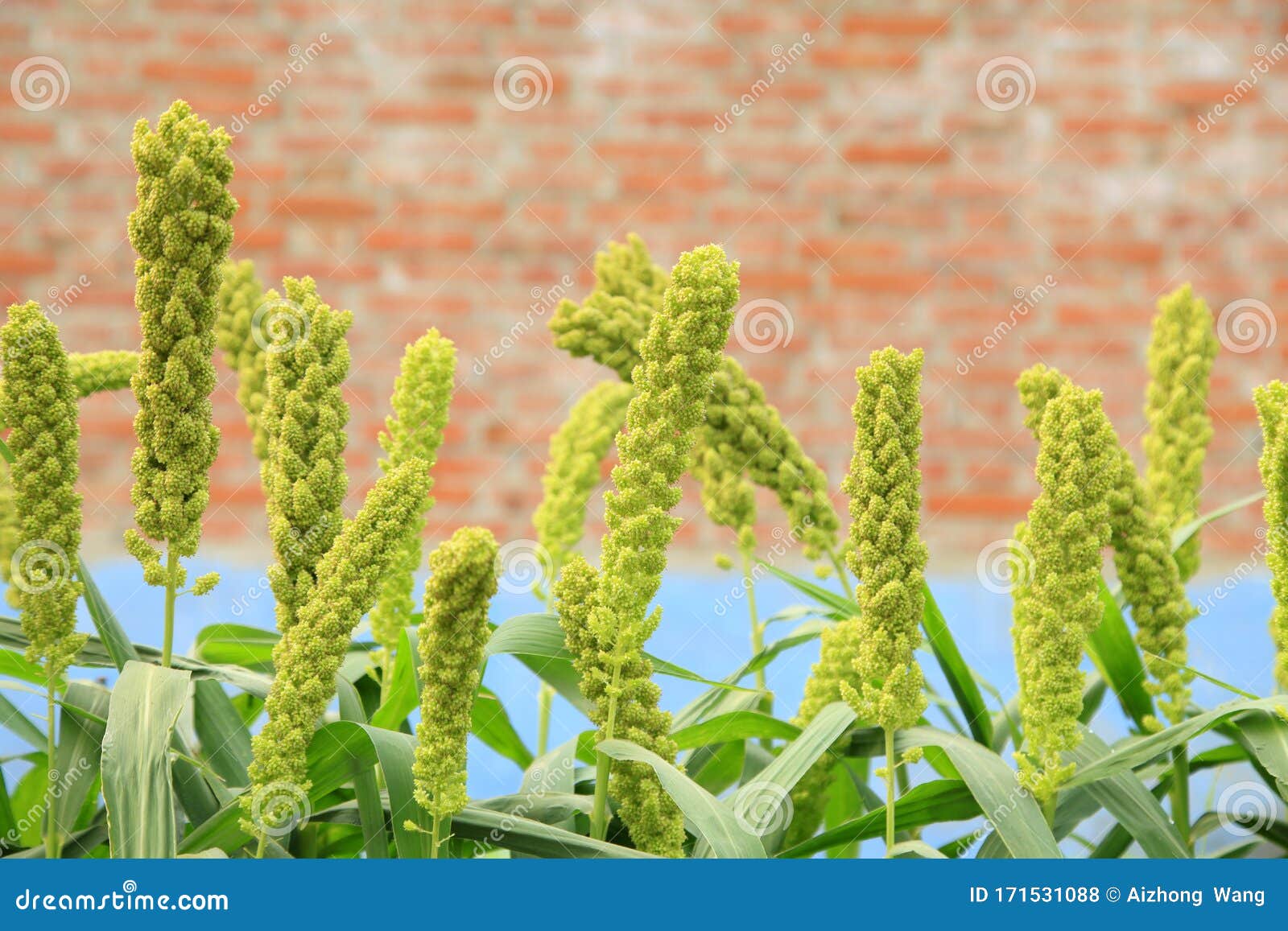 Foxtail millet stock photo. Image of foxtail, food, cultivation - 171531088