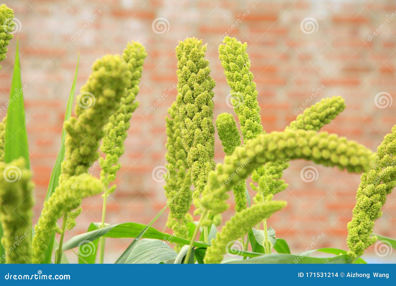 Foxtail millet stock photo. Image of cultivation, corn - 171531214
