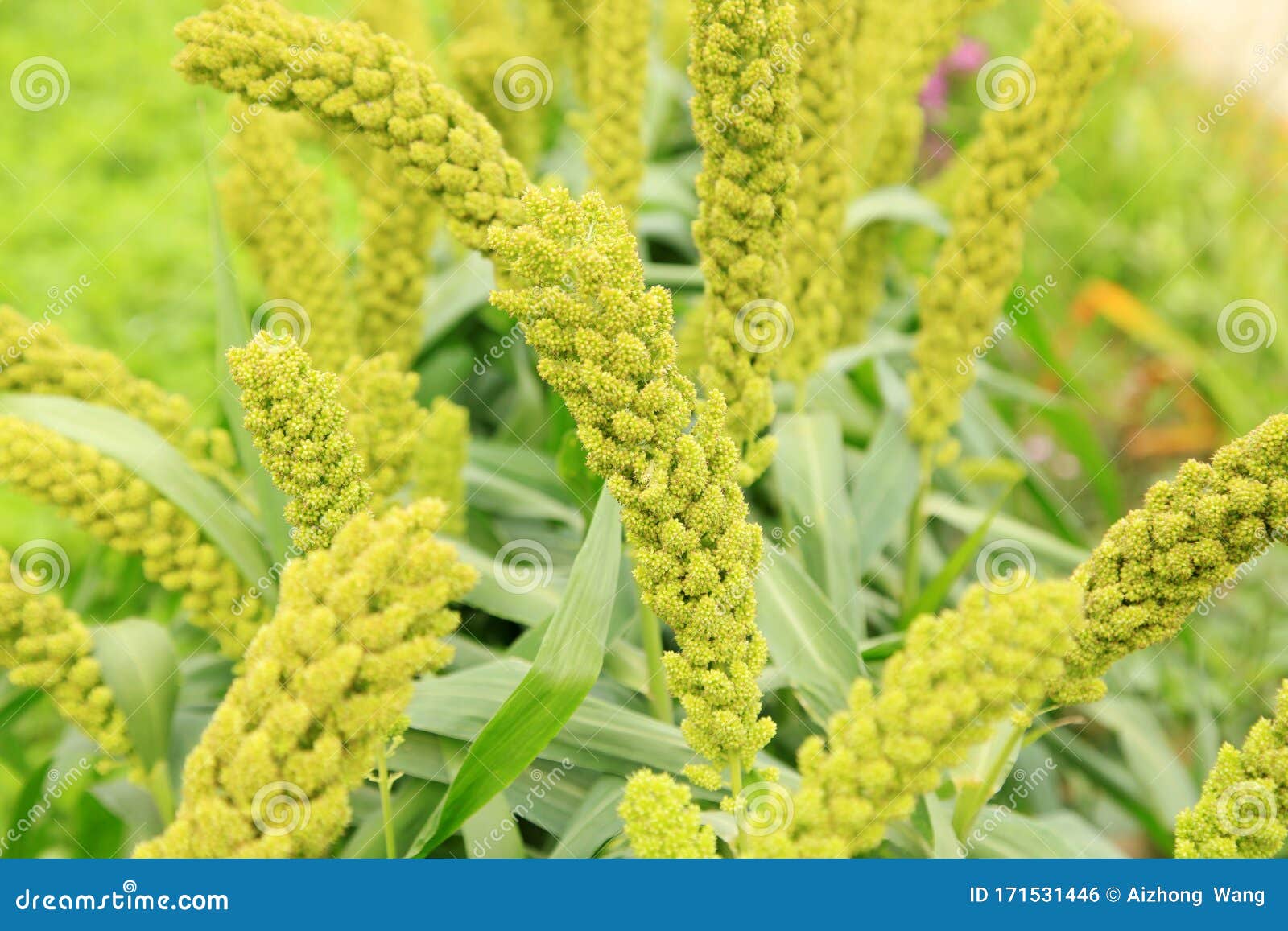 Foxtail millet stock photo. Image of seed, grow, green - 171531446