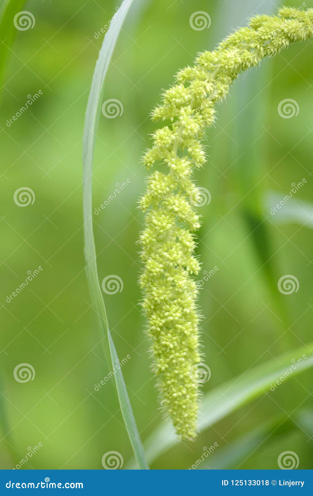 Foxtail millet close up stock photo. Image of leaf, beautiful - 125133018
