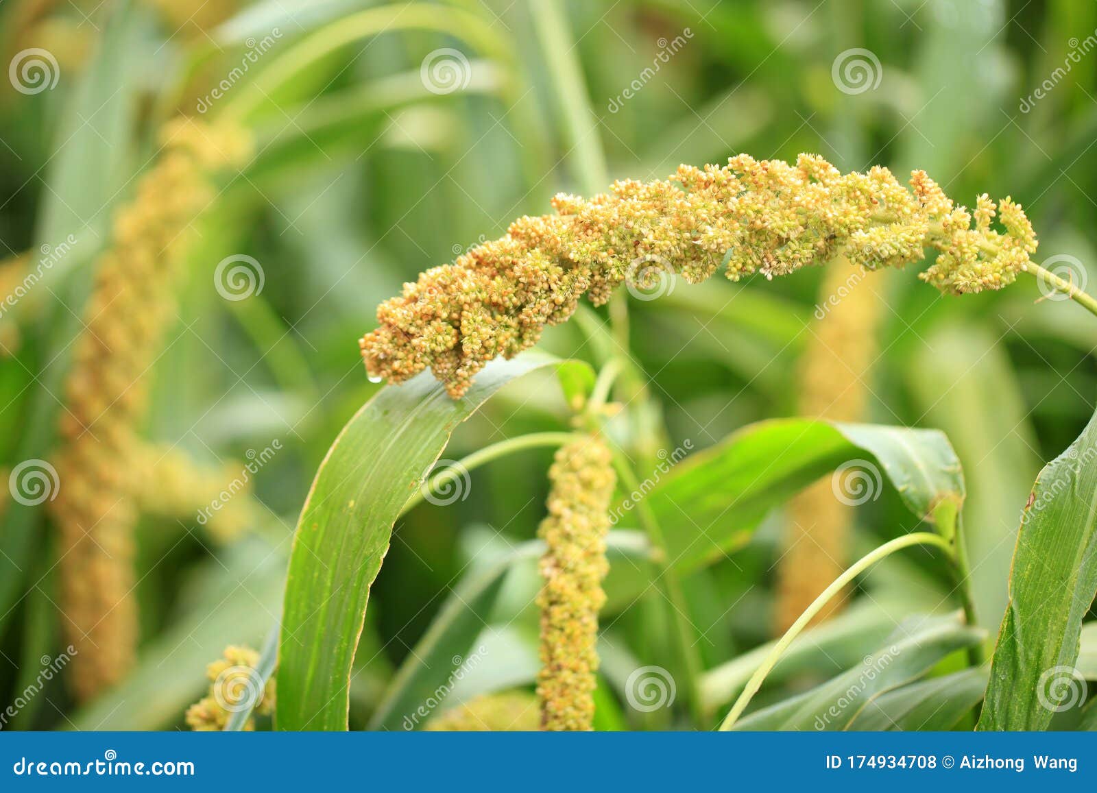 Foxtail millet stock photo. Image of freshness, land - 174934708