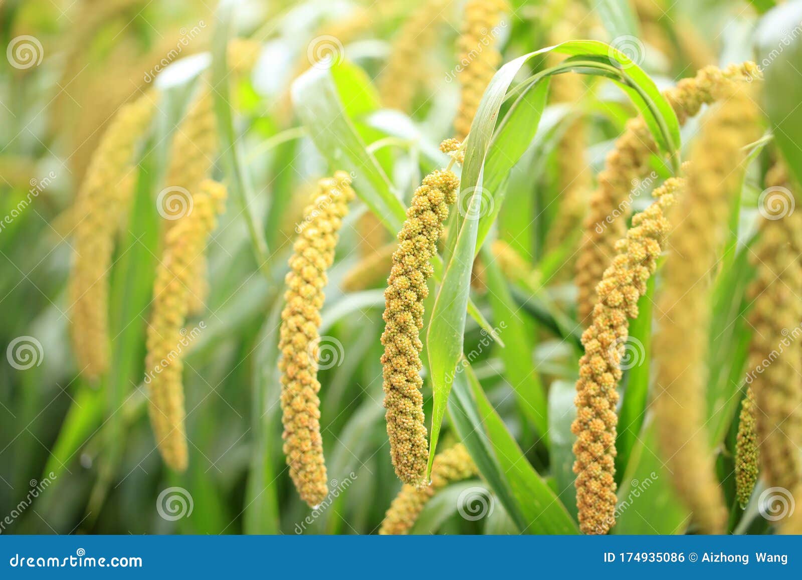 Foxtail millet stock photo. Image of idyllic, foxtail - 174935086