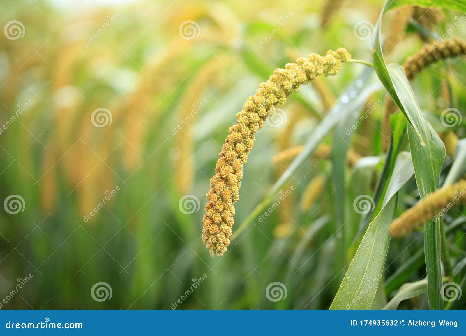 Foxtail millet stock photo. Image of field, plant, crop - 174935632