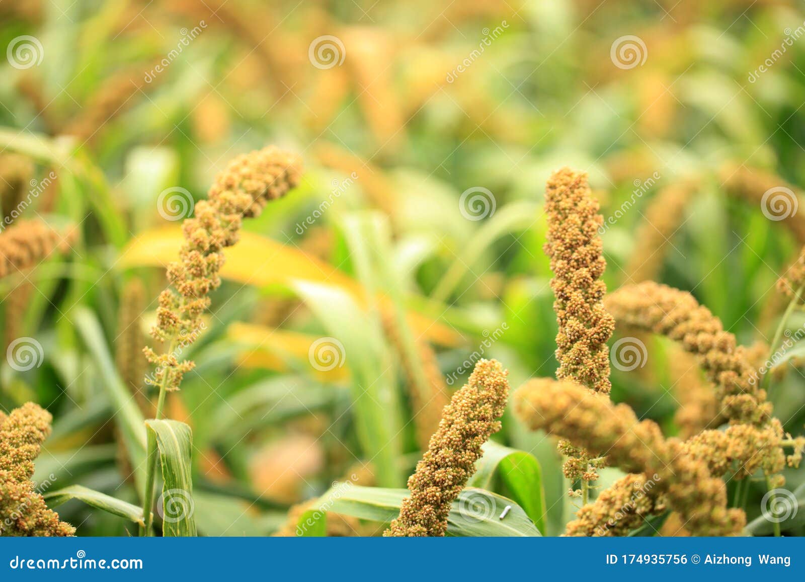 Foxtail millet stock photo. Image of cereal, field, seed - 174935756