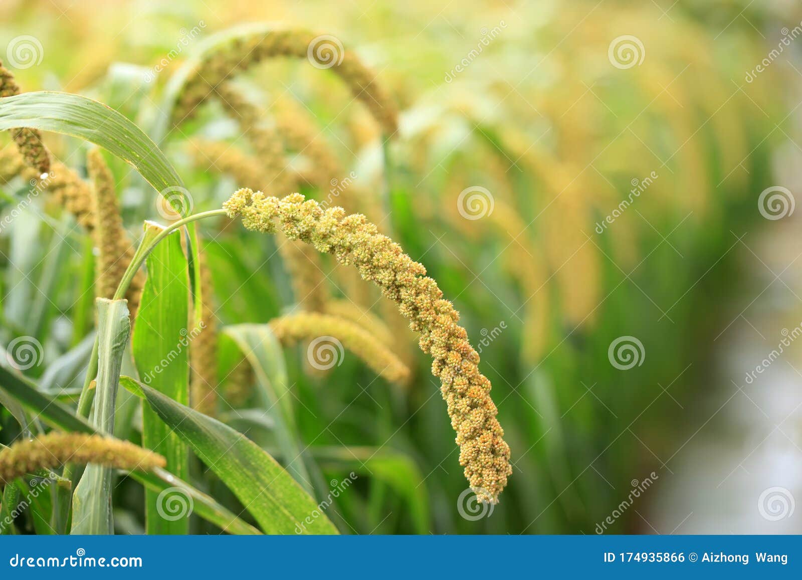 Foxtail millet stock photo. Image of crop, fodder, grain - 174935866