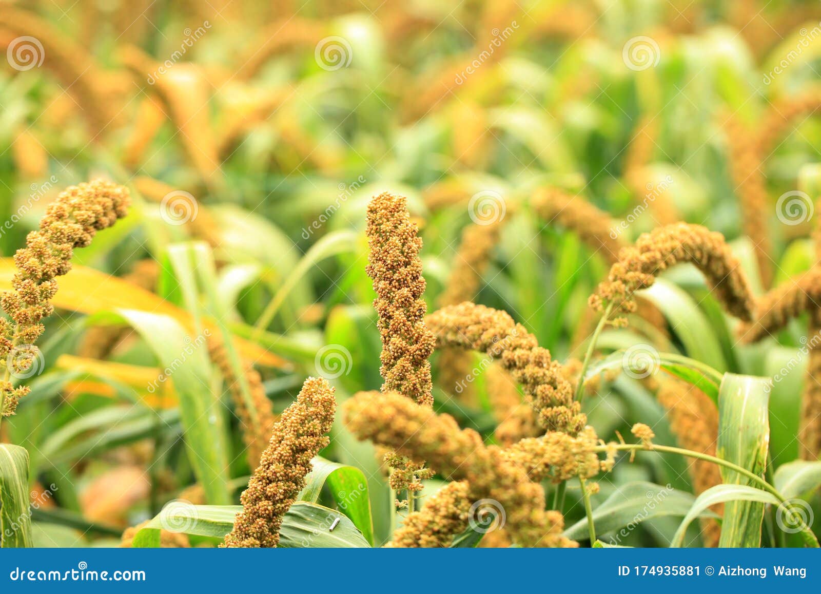 Foxtail millet stock image. Image of idyllic, grow, farming - 174935881