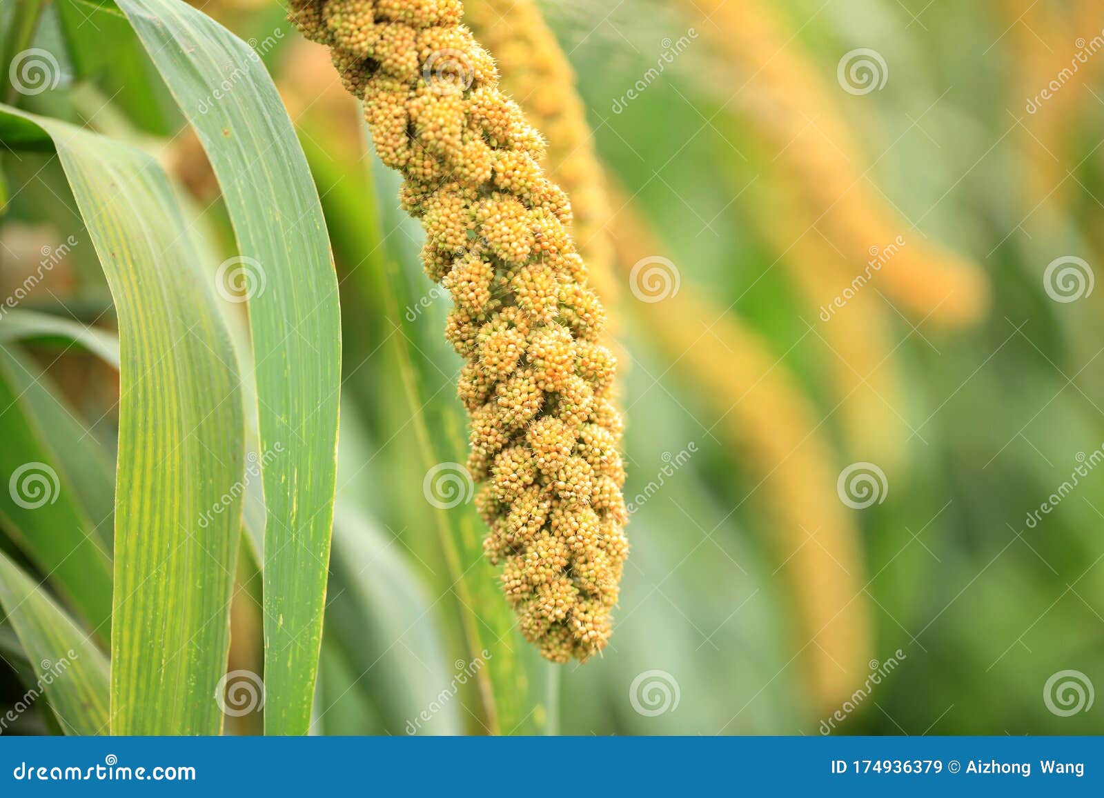 Foxtail millet stock image. Image of farm, spike, freshness - 174936379